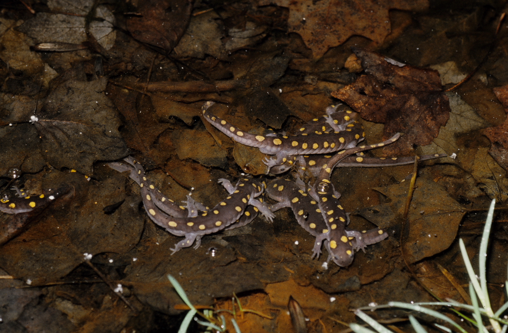 Spotted Salamanders in Maryland – Natural History Society of Maryland