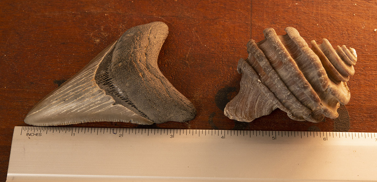 Advanced Fossil Event at Calvert Cliffs – Natural History Society of ...