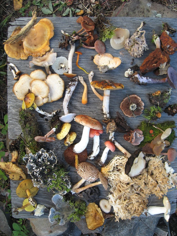 Edible and Non-Edible Fungi – Natural History Society of Maryland