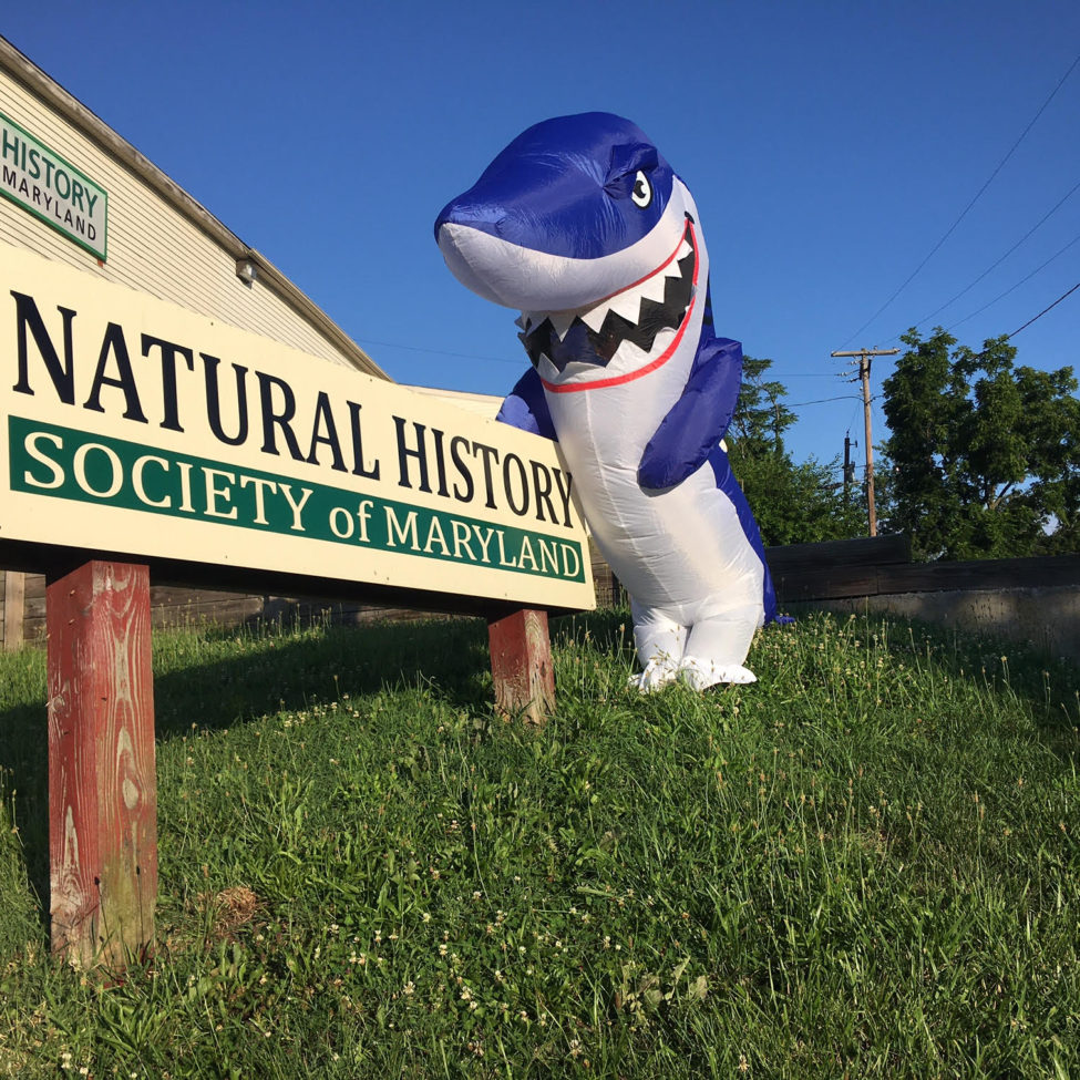 Shark Fest 2021 – Natural History Society of Maryland