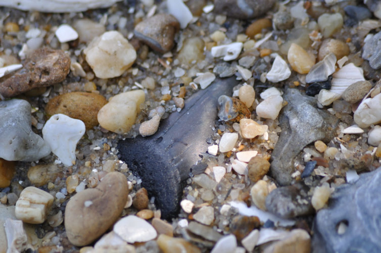 March Fossil Hunting at Stratford Cliffs (Fossil Club Members ONLY ...