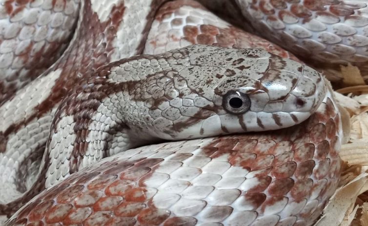 Rat Snakes of North America – Captive Husbandry and More – Natural ...