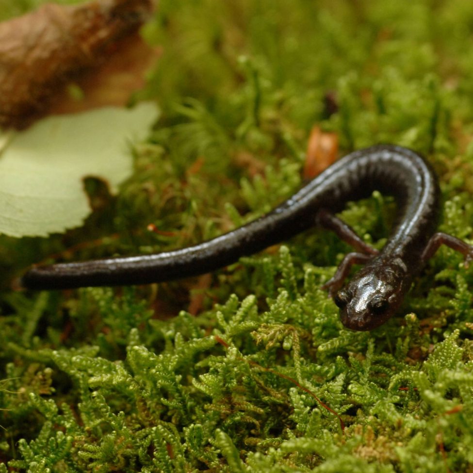 A Tale of Two Salamanders: A story of a threatened amphibian and the ...