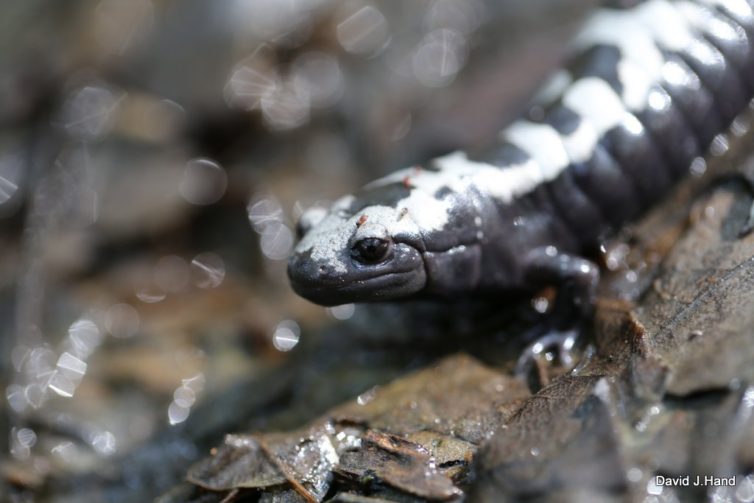 Life cycle of the Marbled Salamander – Natural History Society of Maryland