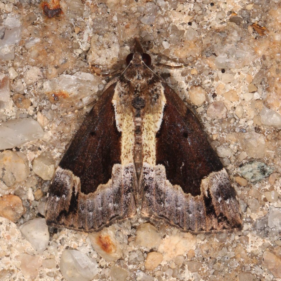 Moth Nights: Sweet Air Area – Natural History Society of Maryland