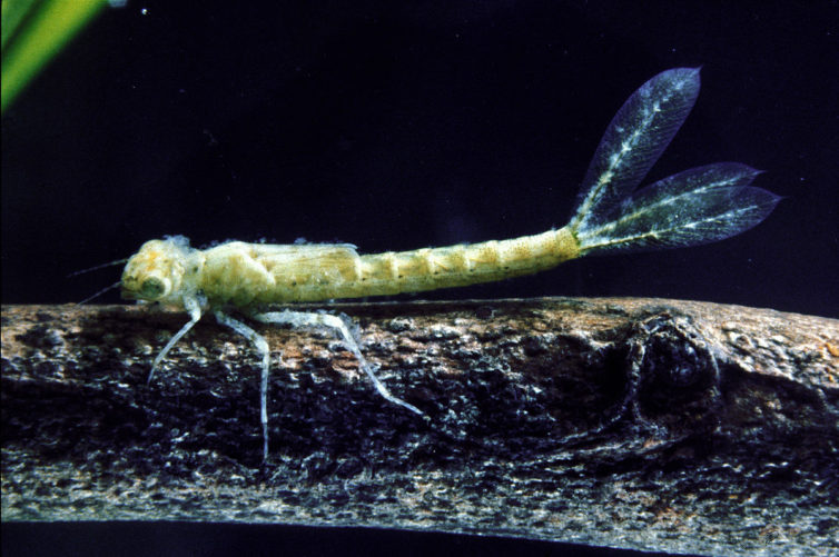 Aquatic Macroinvertebrates in 3 Parts with Ken Belt – Natural History ...