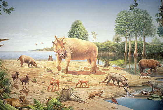 Nature Connections: Fossils from the Age of Mammals – Natural History ...