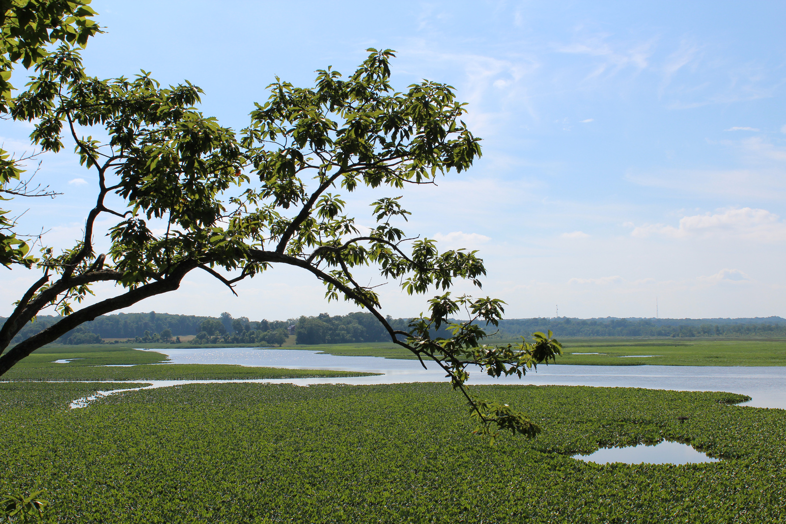 Wild Rice Canoe Paddle at Jug Bay – Natural History Society of Maryland