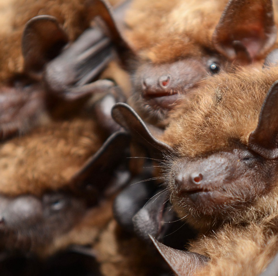 Rhythms of the Night – Bat Echolocation – Natural History Society of ...