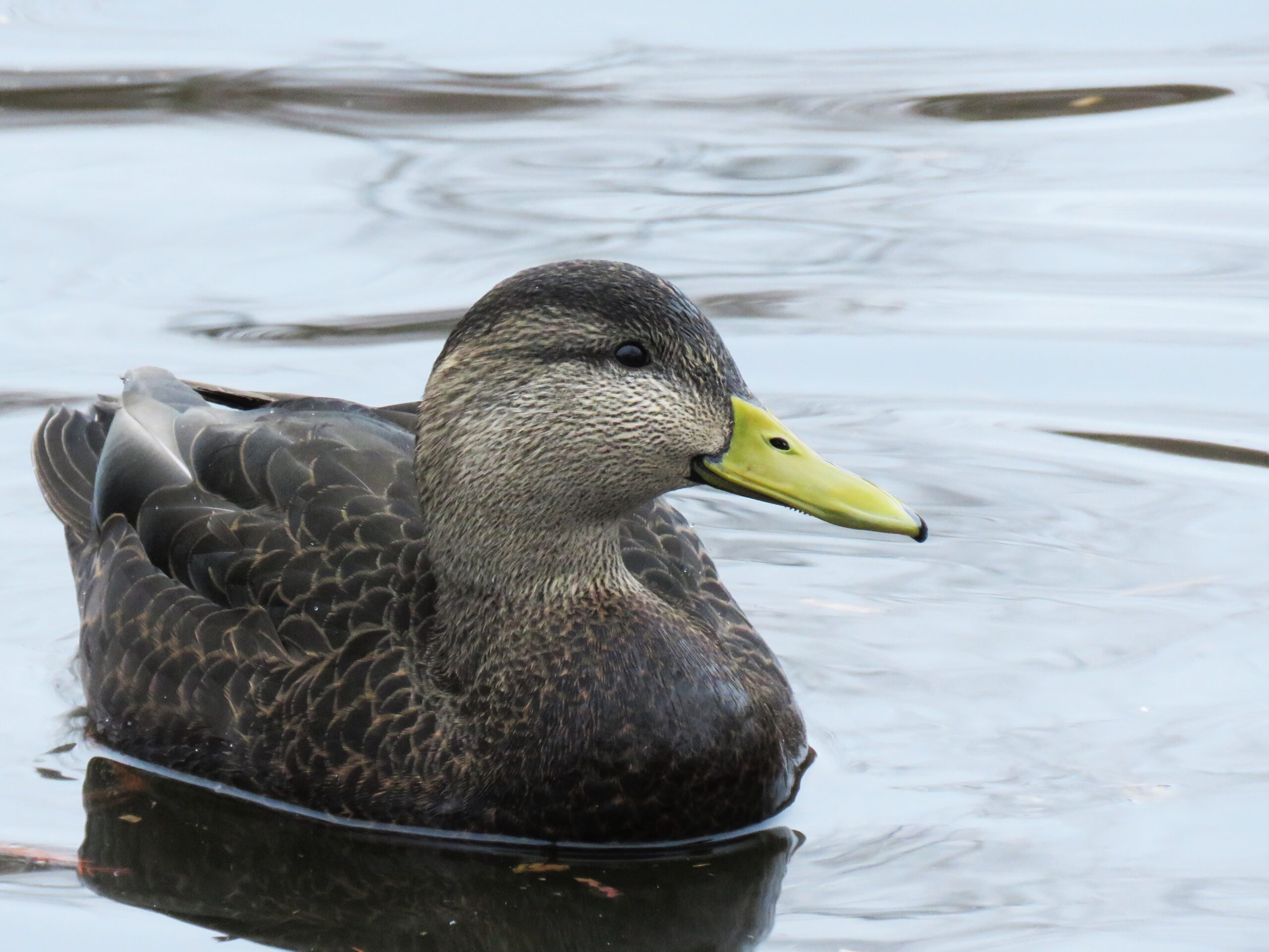 A Shore Thing – Bird Watching on Kent Island with Mike Hudson – Natural ...