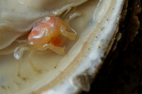 Maryland’s Other Crabs – Natural History Society of Maryland