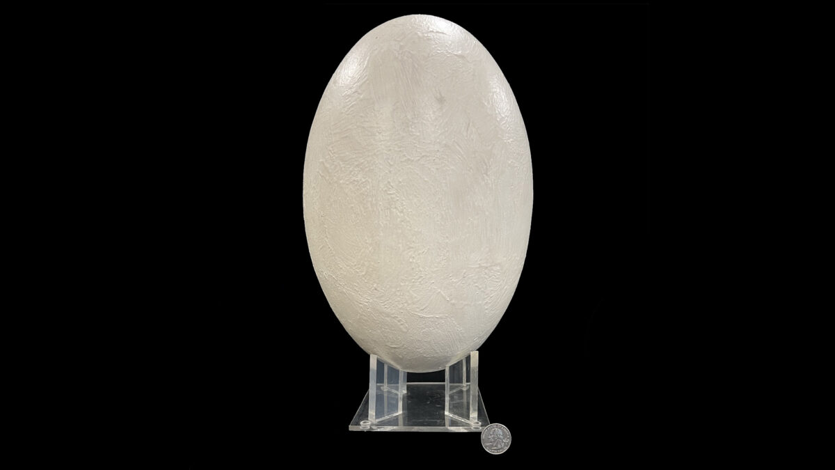 Elephant Bird Egg – Natural History Society of Maryland