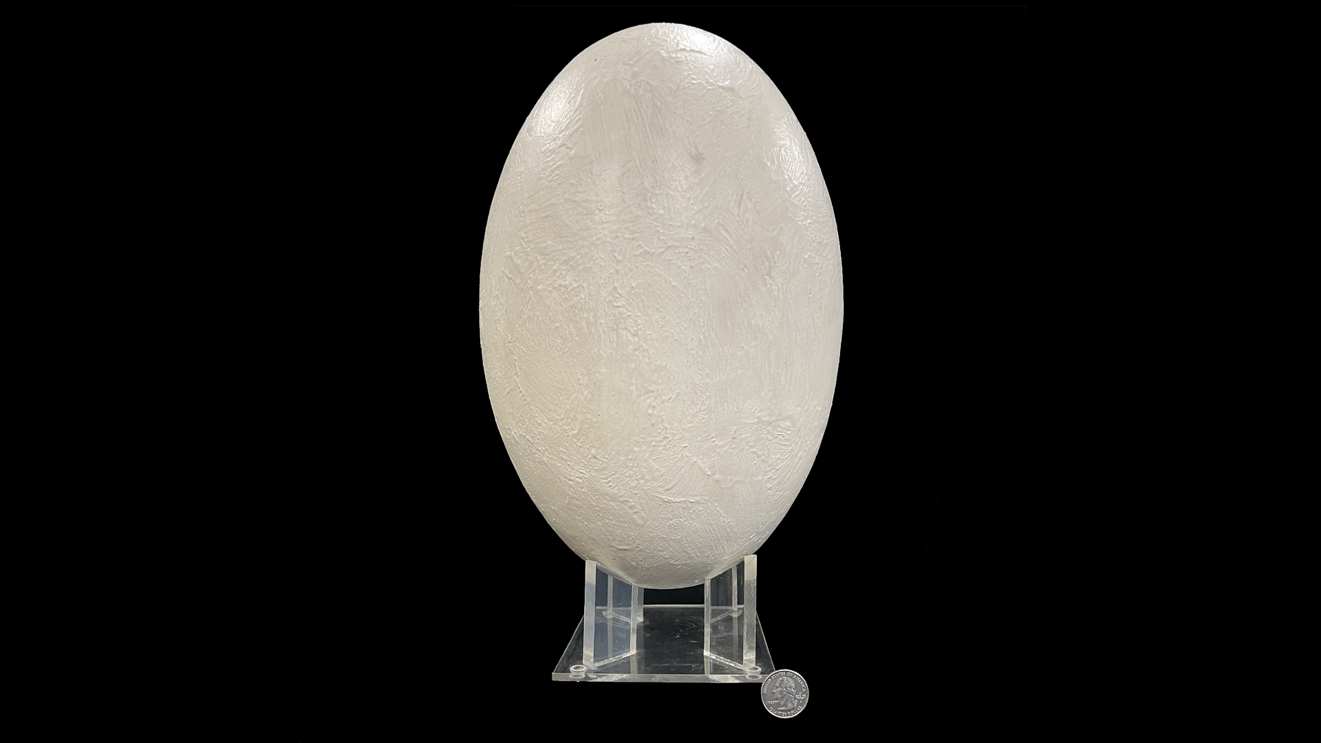 Elephant Bird Egg – Natural History Society of Maryland