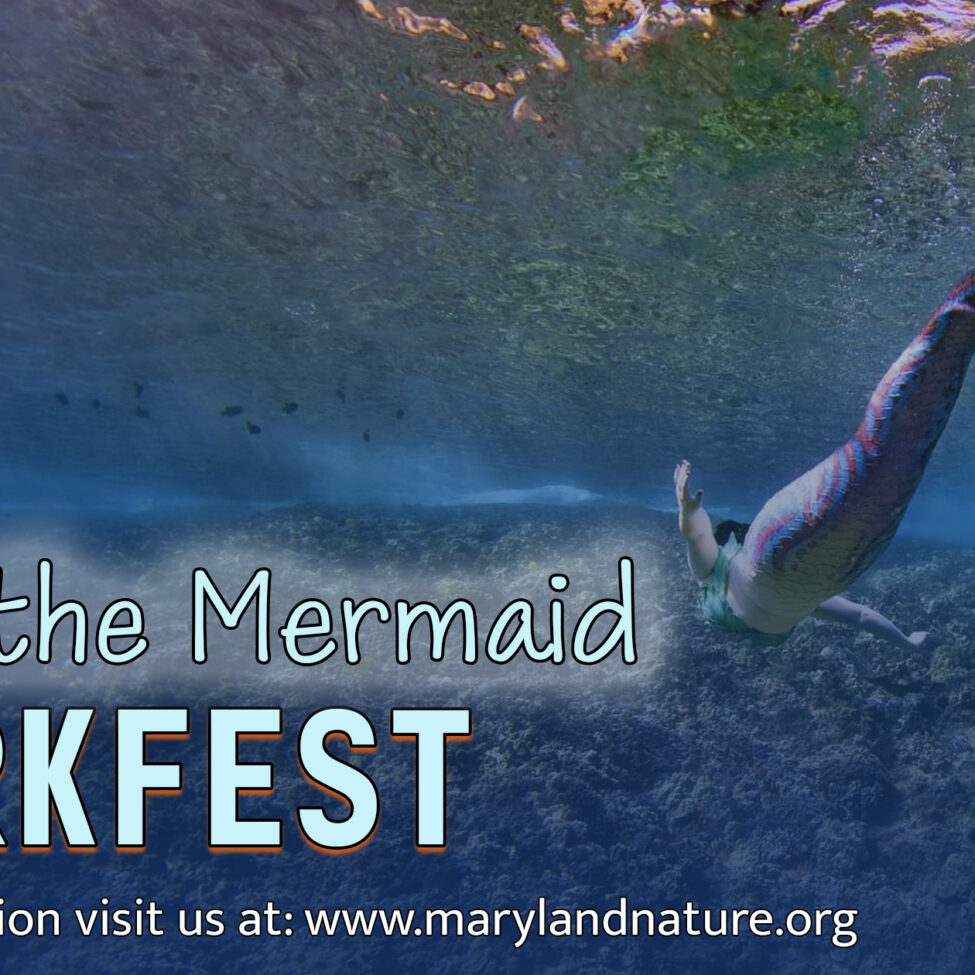 SharkFest 2023 – Sink Your Teeth Into Fun – Natural History Society of ...