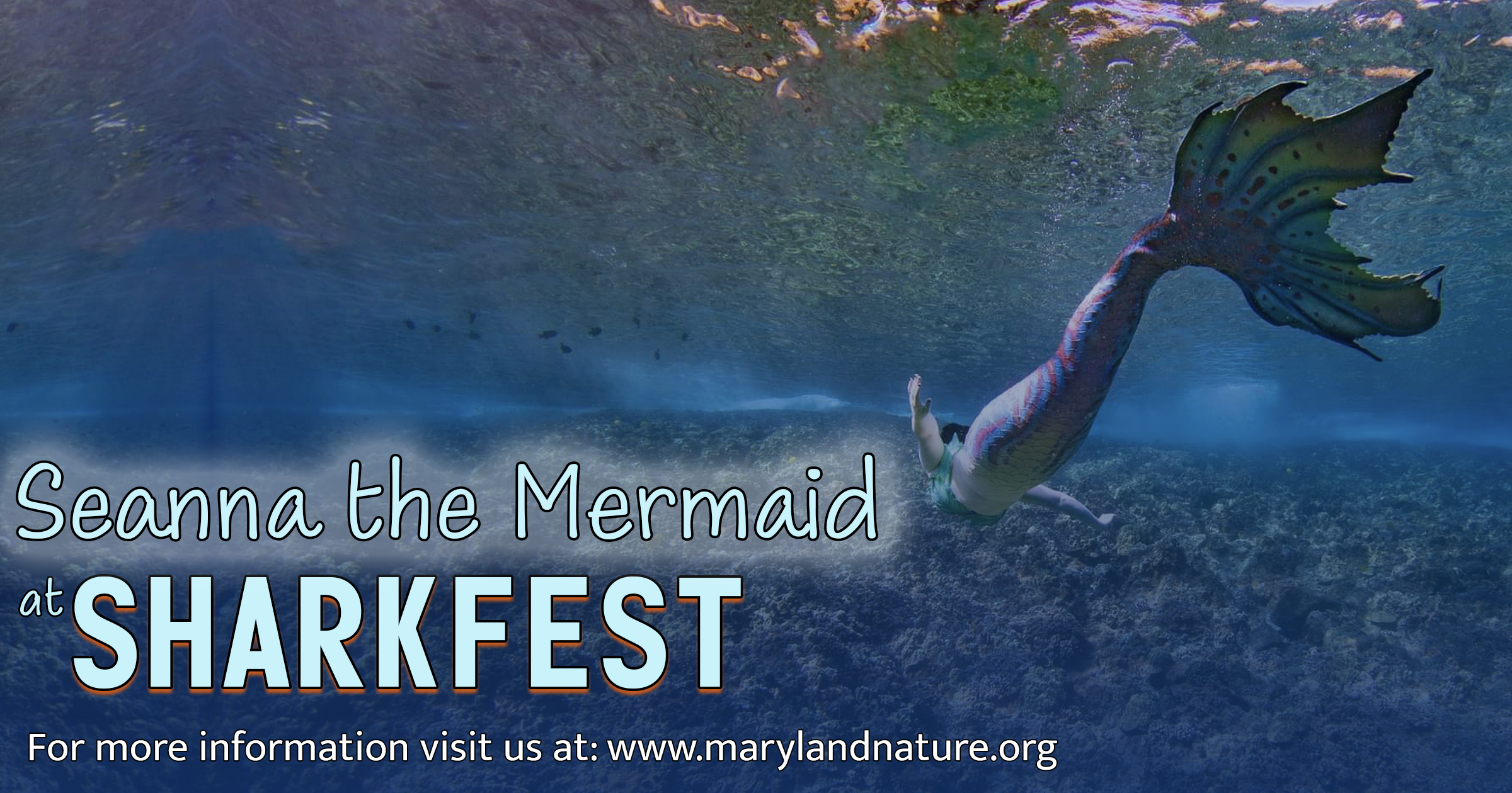 SharkFest 2023 – Sink Your Teeth Into Fun – Natural History Society of ...