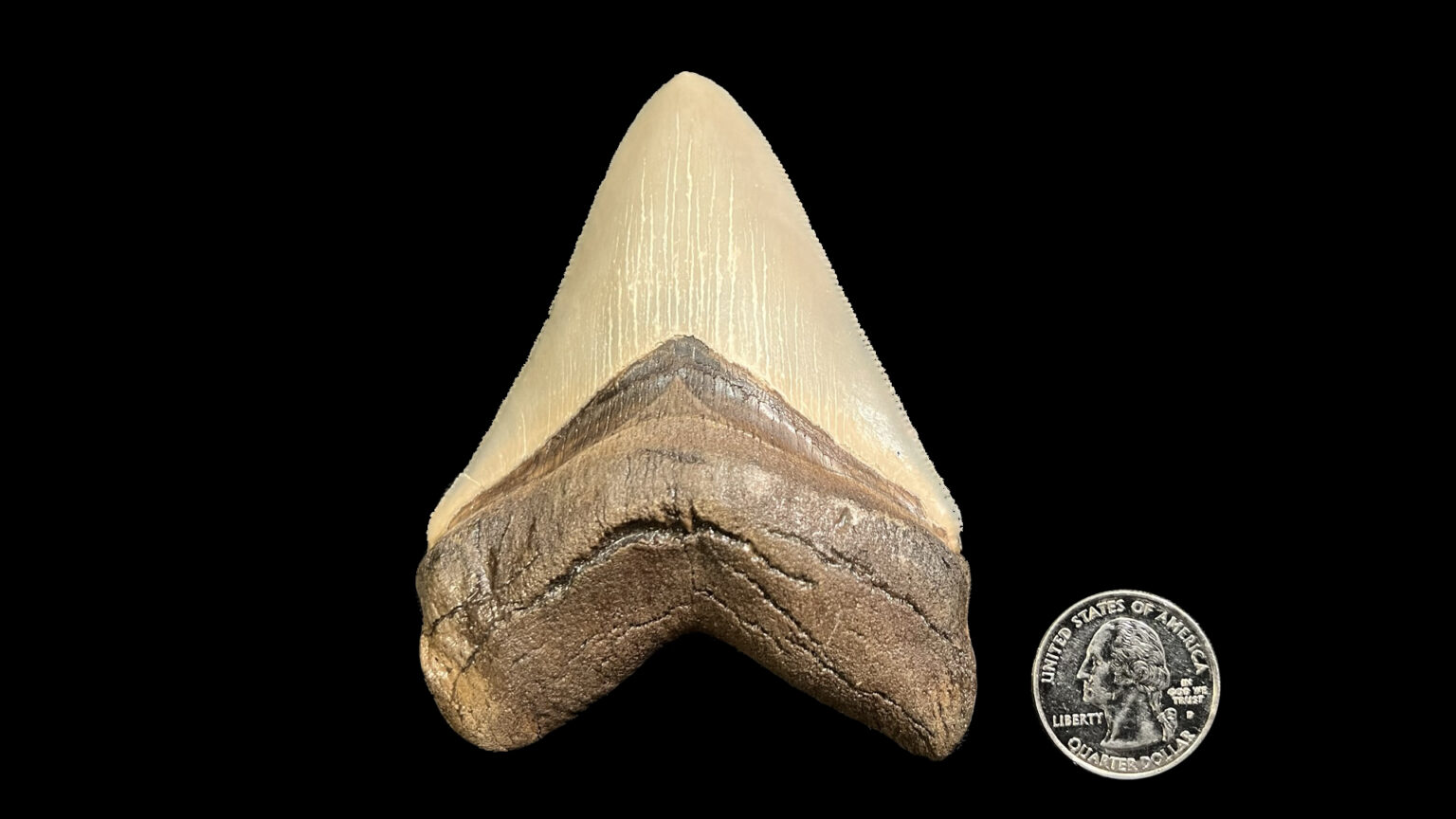 Megalodon Teeth – Natural History Society of Maryland