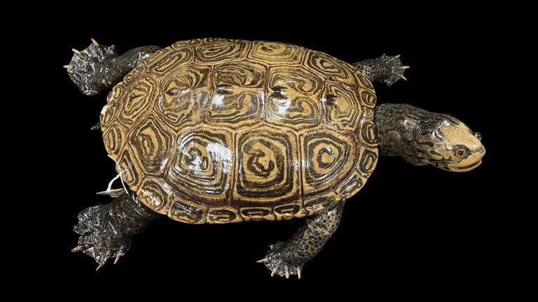 Terrapin shell – Natural History Society of Maryland