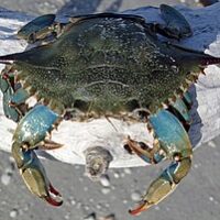 Blue Crab Dissection Lab – Natural History Society of Maryland