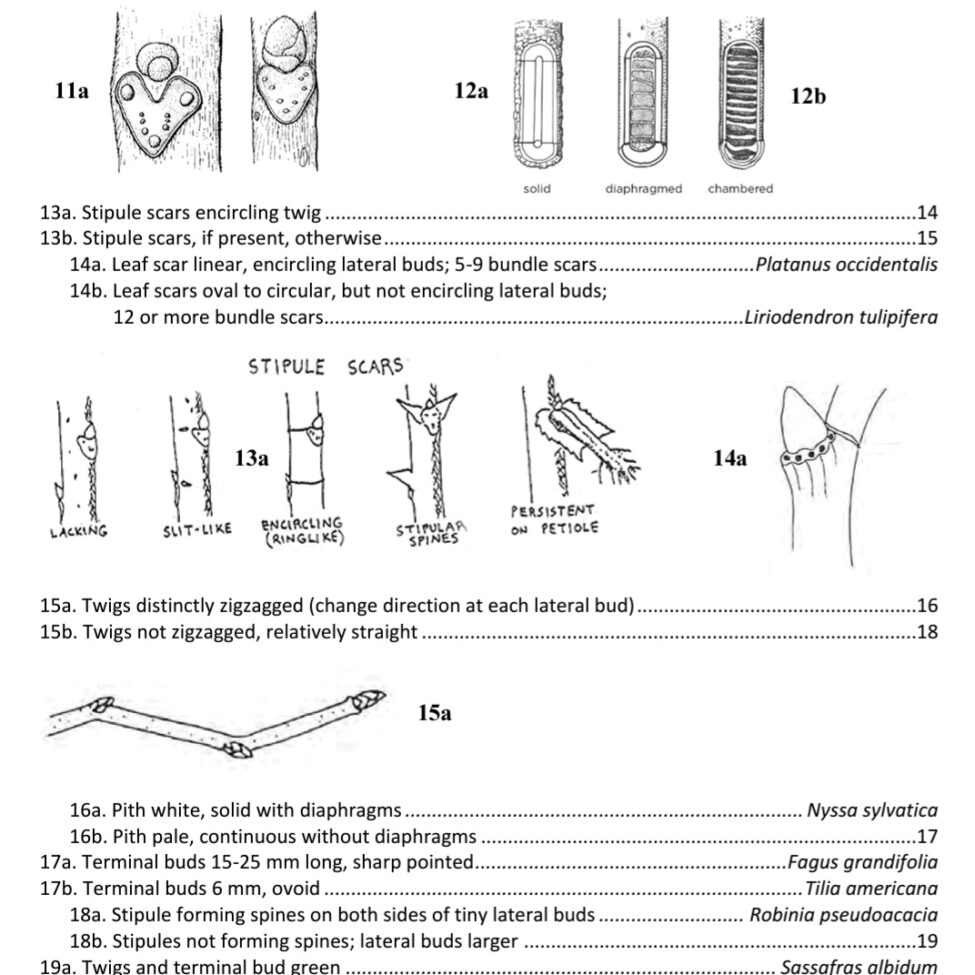Winter Walk for Woody Plant ID – Natural History Society of Maryland