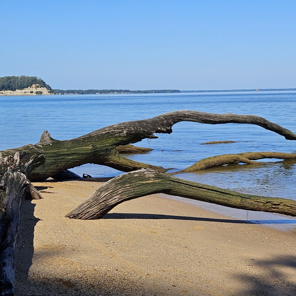 Stratford Cliffs Fossil Hunt (NHSM Members Only) – Natural History ...