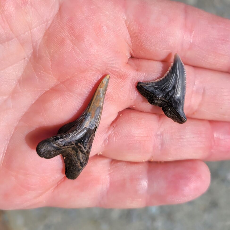 Stratford Cliffs Fossil Hunt (Open to the Public) – Natural History ...
