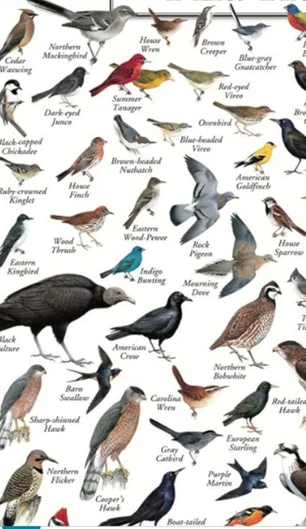 Birding Basics – Natural History Society of Maryland