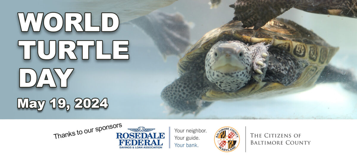 World Turtle Day 2024 – Natural History Society of Maryland