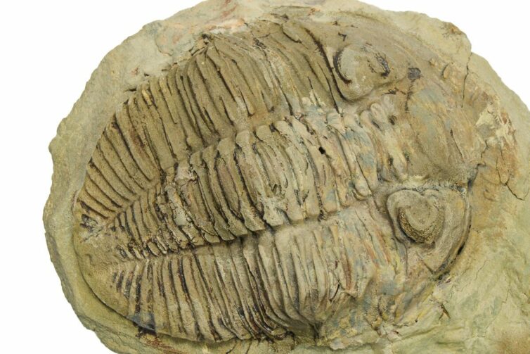 Fossil Club Trip to New Ringgold, PA – Natural History Society of Maryland