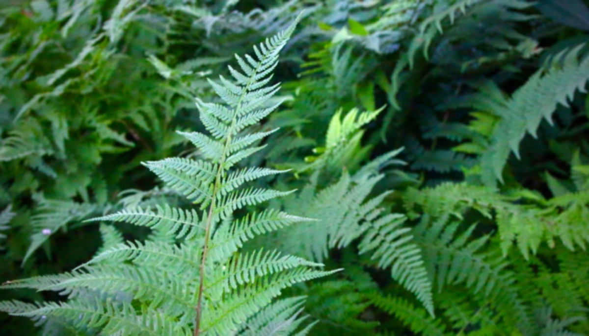 Events – Natural History Society of Maryland