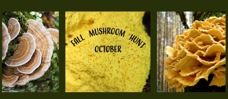 Fall Mushroom Hunt, October – Natural History Society of Maryland