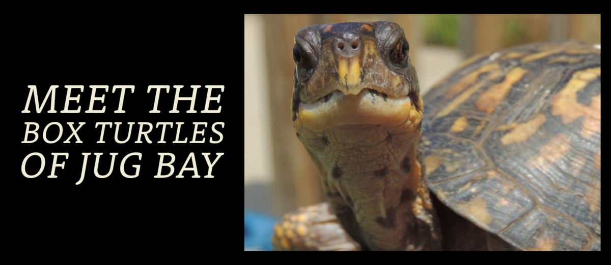 Meet the Box Turtles of Jug Bay – Natural History Society of Maryland
