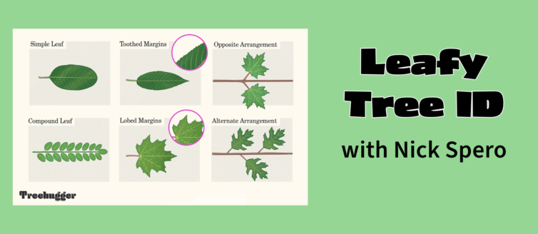 Leafy Tree ID with Nick Spero – Natural History Society of Maryland