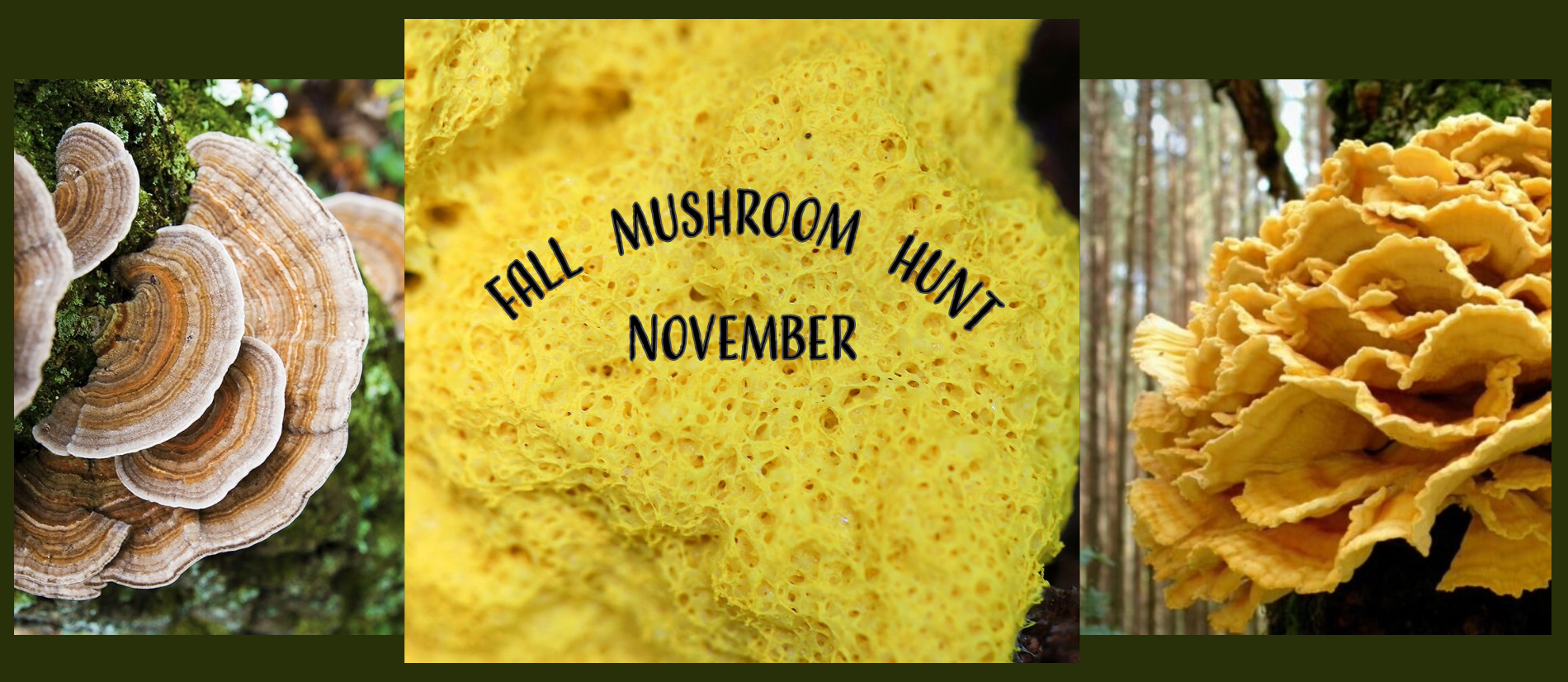 Fall Mushroom Hunt, November – Natural History Society of Maryland