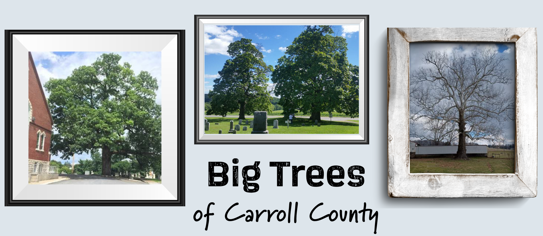 Big Trees of Carroll County Driving Tour – Natural History Society of ...