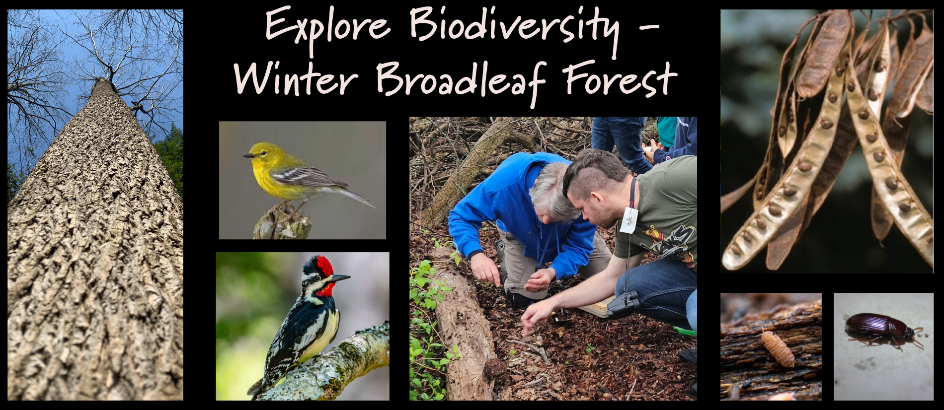 Explore Biodiversity – Winter Broadleaf Forest – Natural History ...