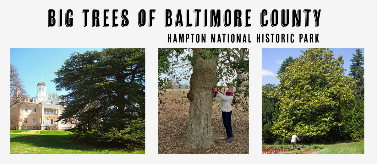 Big Trees of Baltimore County – Natural History Society of Maryland