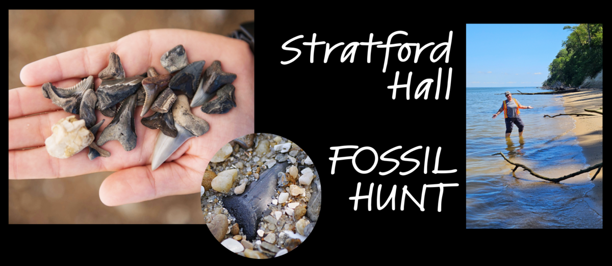 Fossil Hunt at Stratford Hall, Open to All – Natural History Society of ...