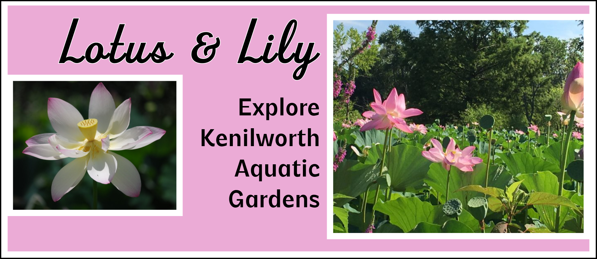 Lotus & Lily Pop-Up Tour – Natural History Society of Maryland