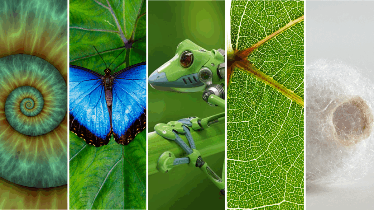 Natural History Society of Maryland - Biomimicry Workshop Online
