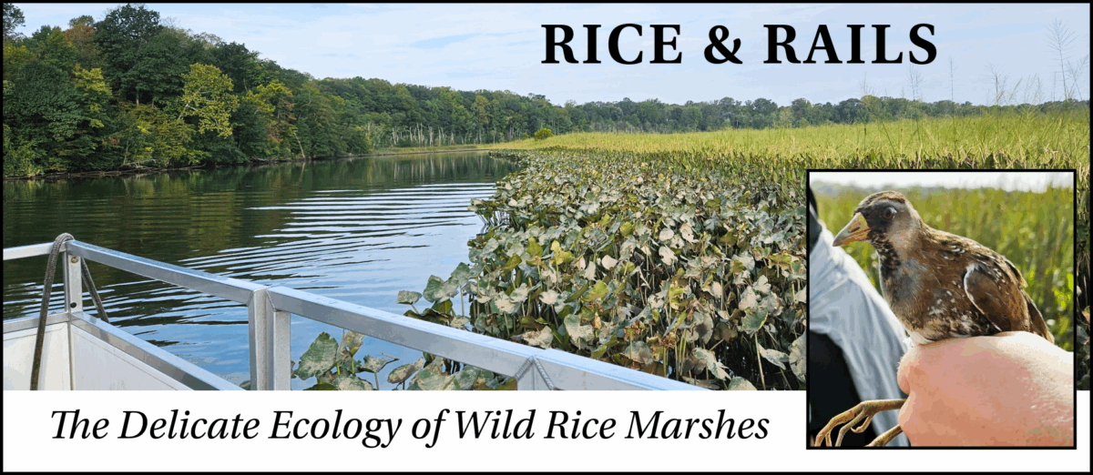Rice and Rails: The Delicate Ecology of Wild Rice Marshes – Natural ...