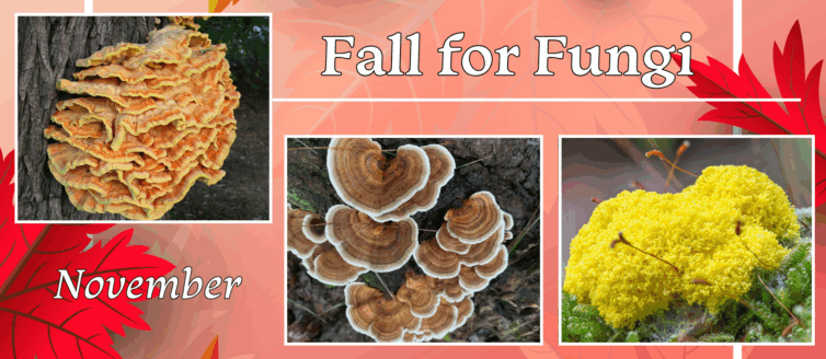 Fall for Fungi, November – Natural History Society of Maryland