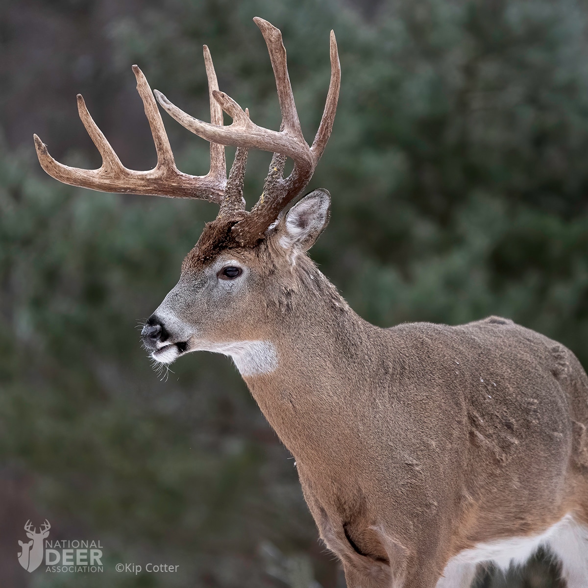 Sika Deer Natural History, Ecology and Conservation – Natural History ...