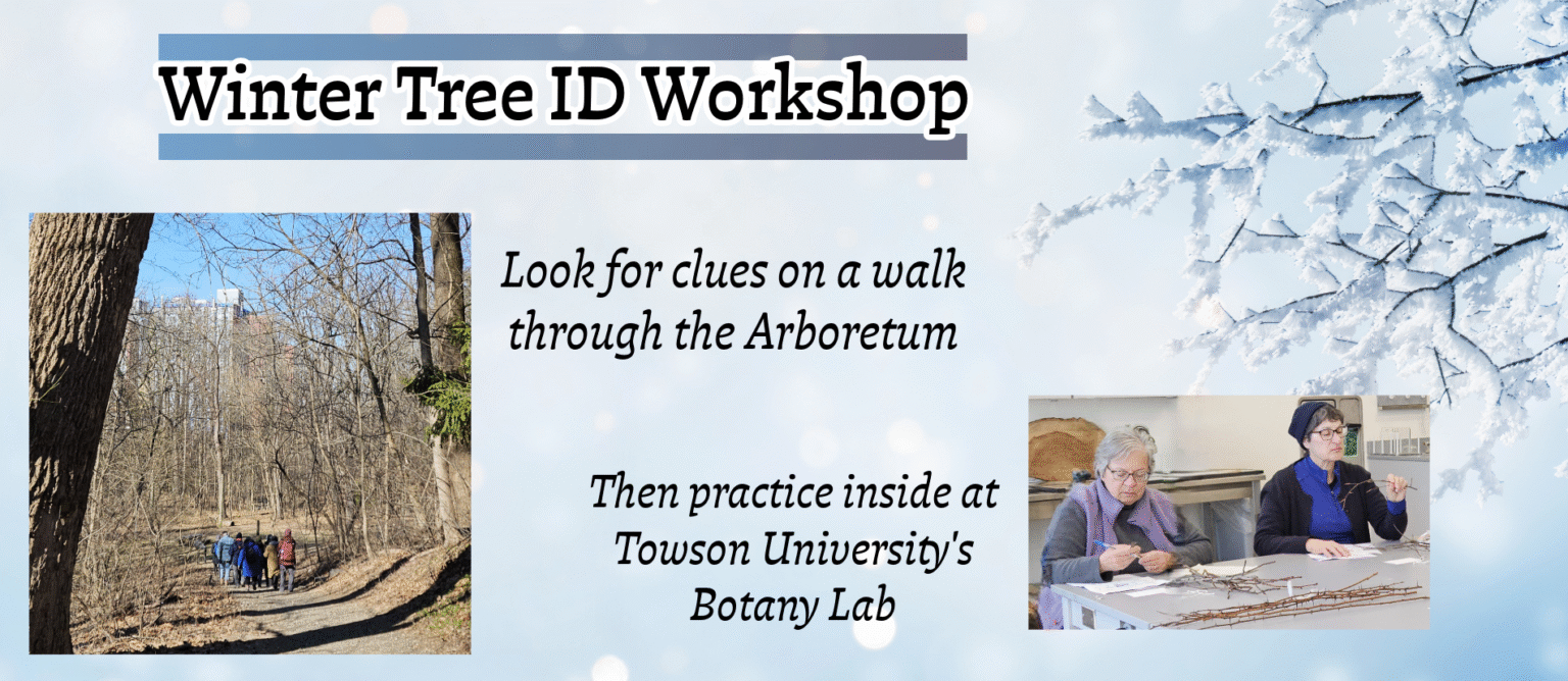 Winter Tree ID Workshop – February – Natural History Society of Maryland