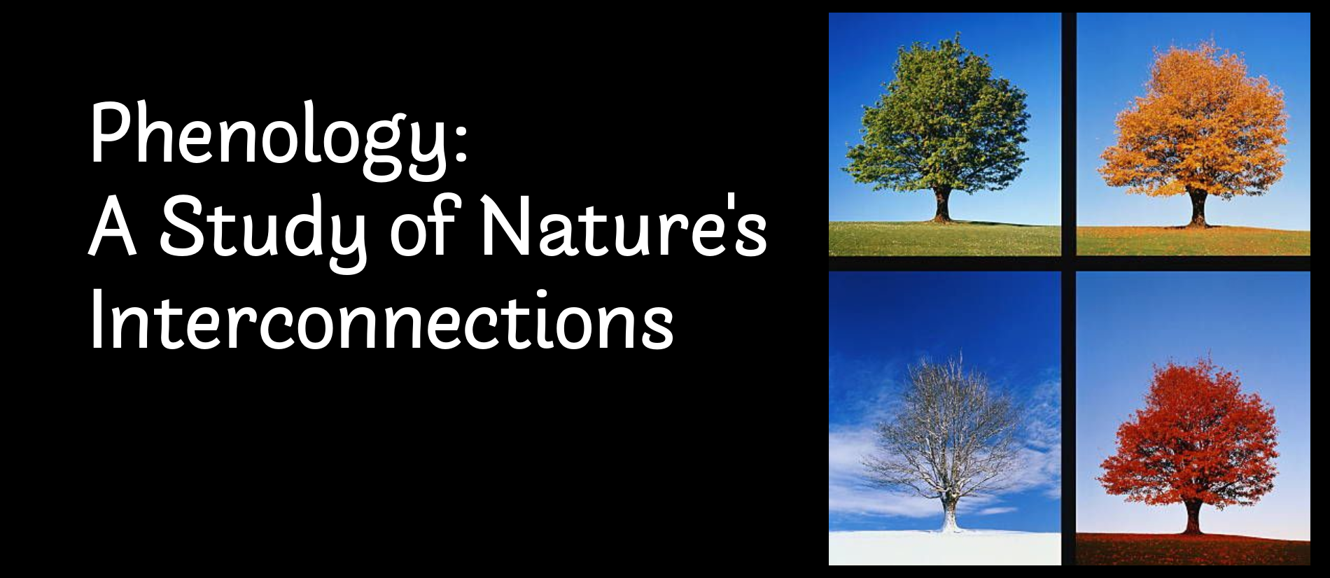 Phenology: A Study of Nature’s Interconnections – Natural History ...