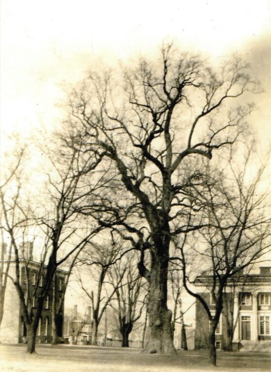 The Maryland Liberty Tree Project – Natural History Society of Maryland